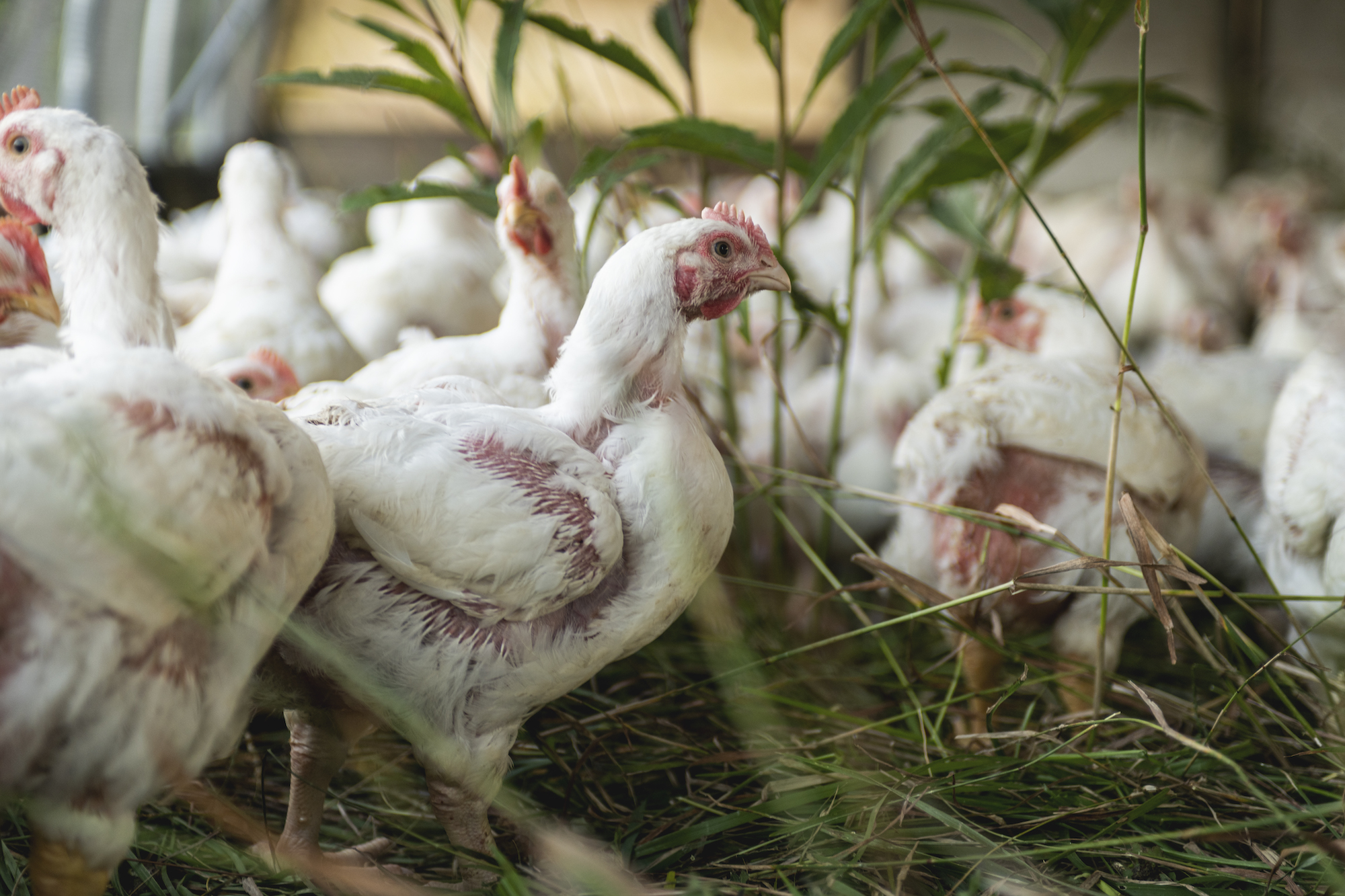 Be A Farmer For A Day – WonderTree Farm